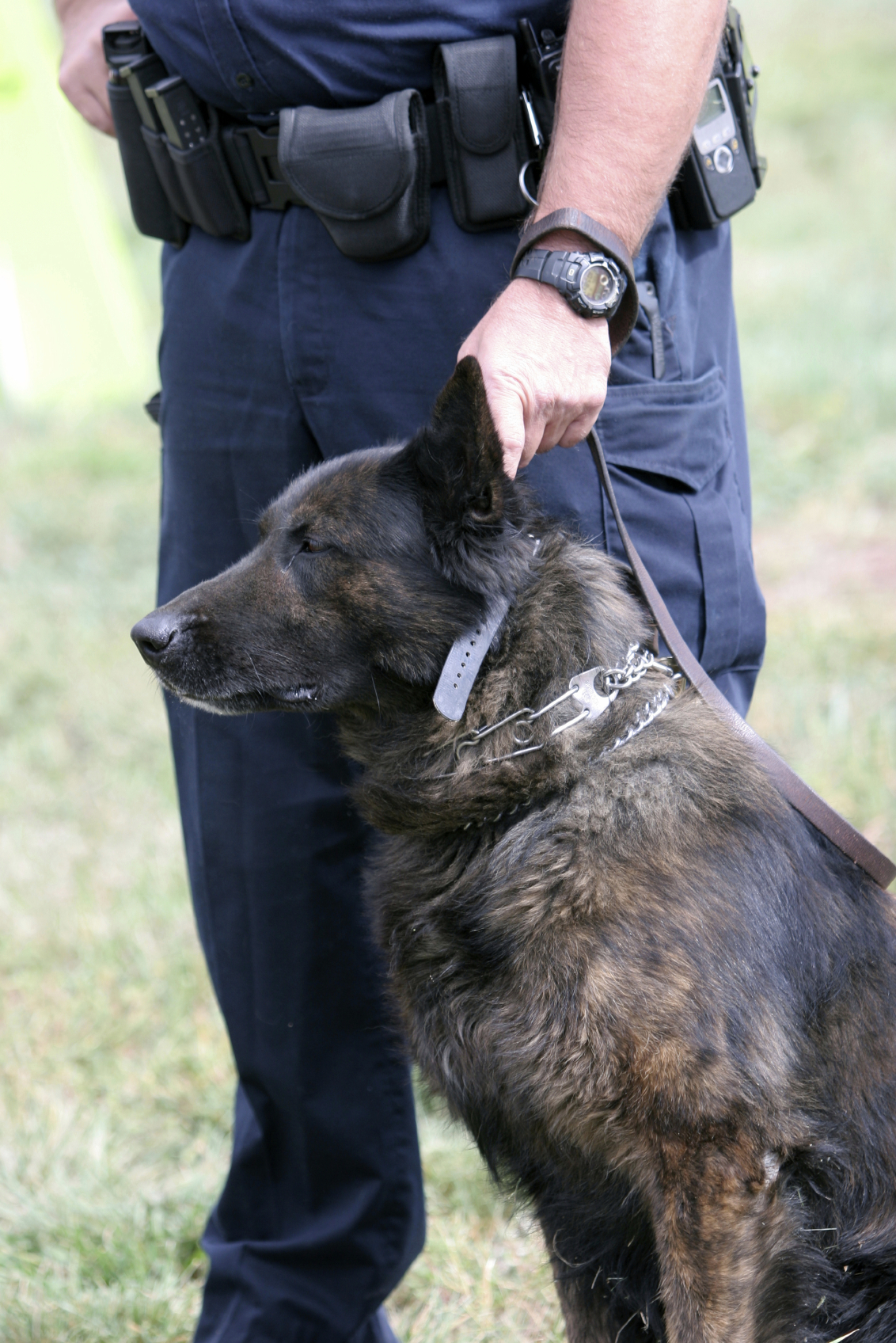 Dog Use Dogged by Questions